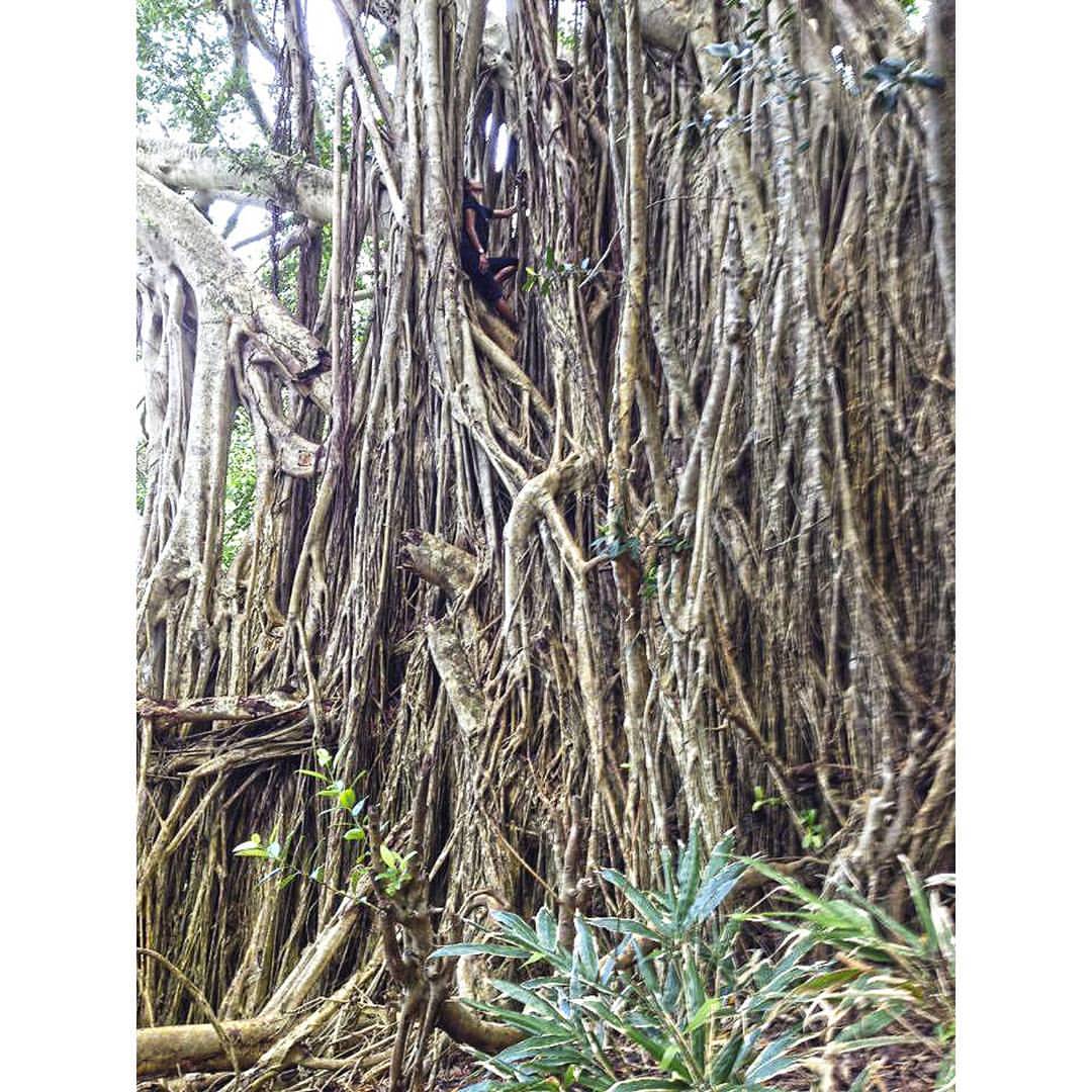 Unveiling Paradise: Exploring Hawaii's Diverse Landscapes Through the ...