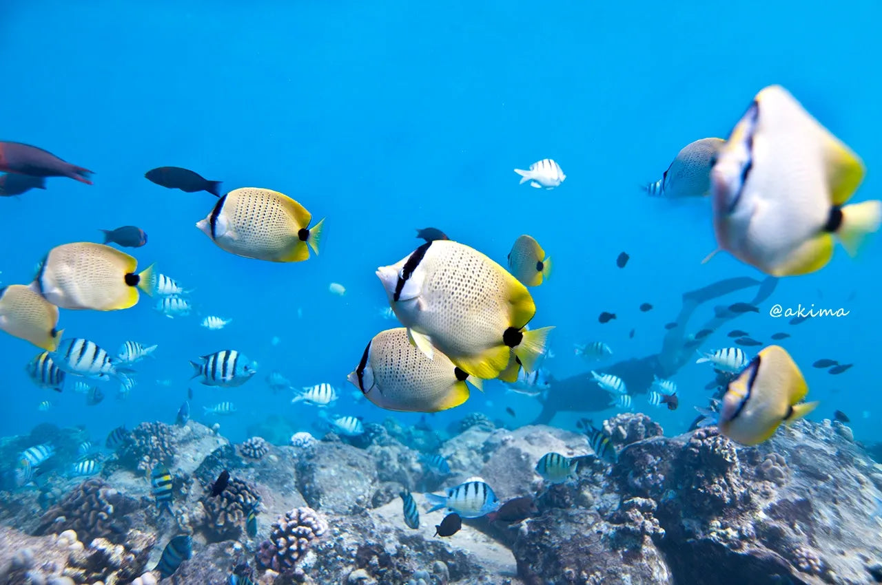 From Surface to Depths: The Evolution of Underwater Photography Techni ...