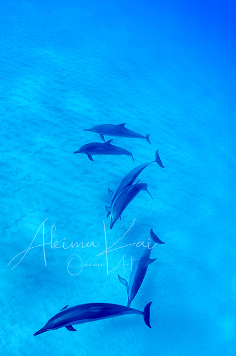 Celeste | Hawaii Underwater Photography – Akima Kai Ocean Art